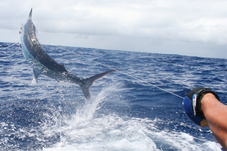 The Billfish Family Masters of the Ocean - Join Ambition Charters in ...